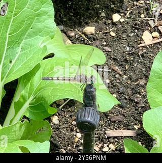 Blue Dasher (Pachydiplax longipennis) Insecta Stock Photo - Alamy