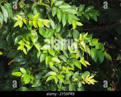 Chinese Hackberry (Celtis sinensis), Plantae, Hilliards Creek Park ...