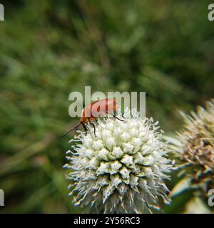 Orange Blister Beetle (Zonitis vittigera) Insecta Stock Photo - Alamy