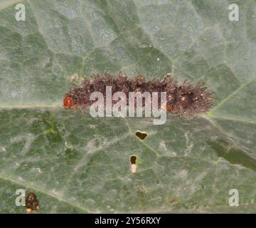 sandalwood defoliator (Amata passalis) Insecta Stock Photo - Alamy