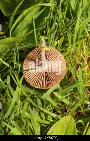 milky conecap (Conocybe apala) Fungi Stock Photo - Alamy