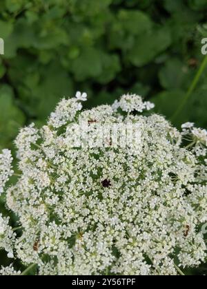 Furrowed Ants (Myrmica) Insecta Stock Photo - Alamy