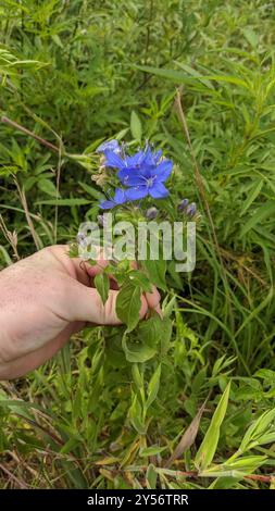 blue waterleaf (Hydrolea ovata) Plantae Stock Photo - Alamy