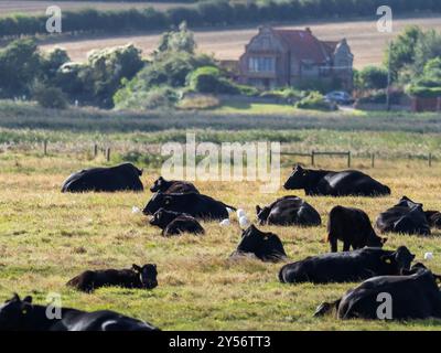 Flock of Cattle Egret (Bubulcus ibis) in green grass in Silale Swamp in ...