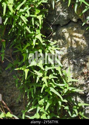 skunk vine (Paederia foetida) Plantae Stock Photo - Alamy