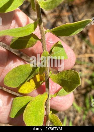 Dixie aster (Sericocarpus tortifolius) Plantae Stock Photo - Alamy