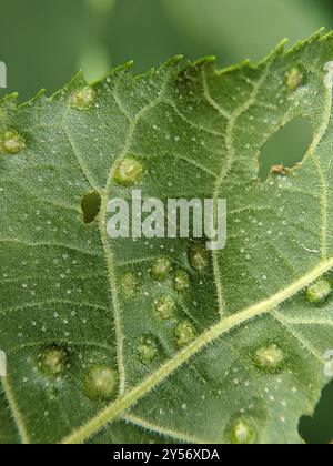 (Phylloxera caryaesemen) Insecta Stock Photo - Alamy
