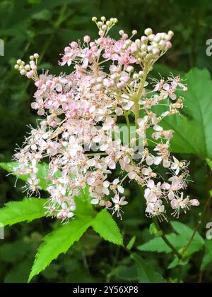 queen of the prairie (Filipendula rubra) Plantae Stock Photo - Alamy