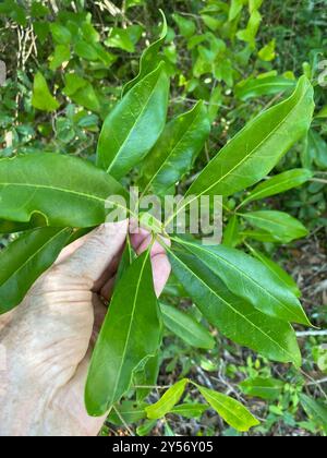 American olive (Cartrema americana), Plantae, Windsor Forest, Savannah ...