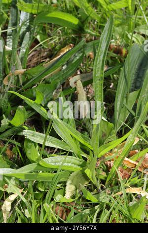 ribwort plantain (Plantago lanceolata) Plantae Stock Photo - Alamy