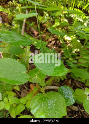 Caesar weed (Urena lobata) Plantae Stock Photo - Alamy