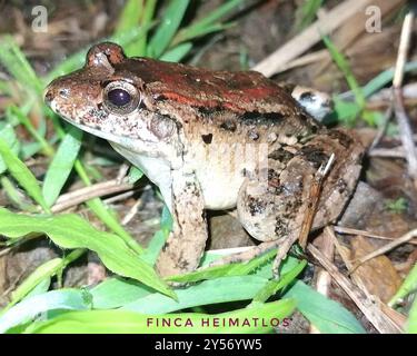 Dwarf Jungle Frog (Leptodactylus wagneri) Amphibia Stock Photo - Alamy