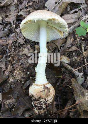 Carrot-Footed Lepidella (Amanita daucipes) Fungi Stock Photo - Alamy