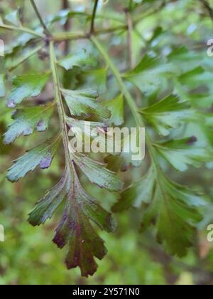 celery pine (Phyllocladus trichomanoides), Plantae, Kauri Park ...