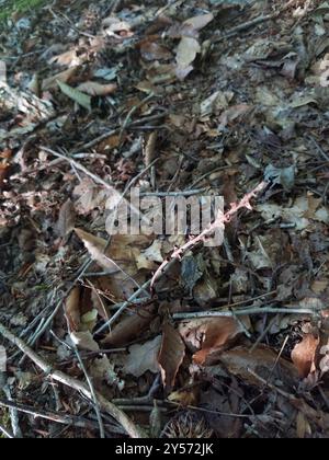 Beechdrops (Epifagus virginiana) Plantae Stock Photo - Alamy