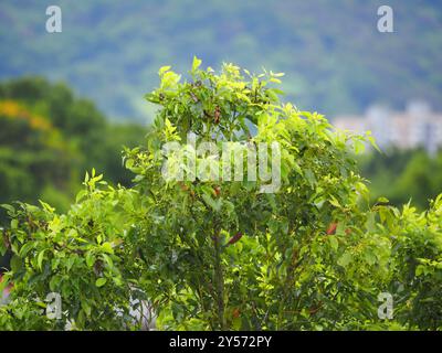 Camphor Tree (Cinnamomum camphora) Plantae Stock Photo - Alamy