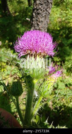 dwarf thistle (Cirsium drummondii) Plantae Stock Photo - Alamy