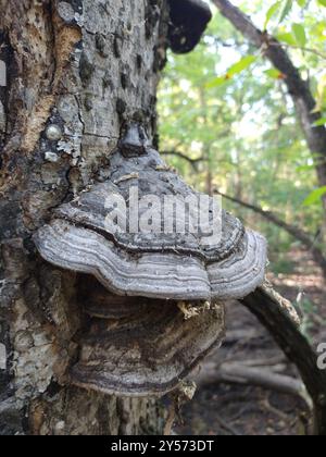 Southern Clam Shell (Fomes fasciatus) Fungi Stock Photo - Alamy