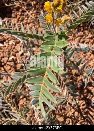 Cockroach Bush (Senna notabilis) Plantae Stock Photo - Alamy