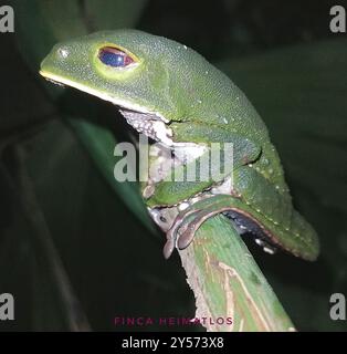 Tarsier Leaf Frog (Phyllomedusa tarsius) Amphibia Stock Photo - Alamy
