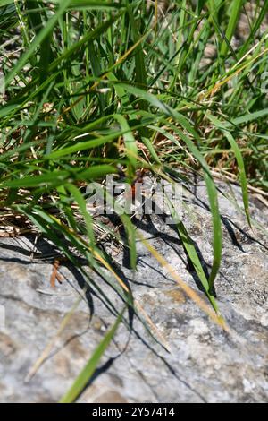 (Rhynocoris rubricus) Insecta Stock Photo - Alamy