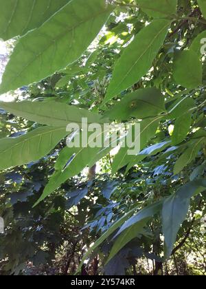 green ash (Fraxinus pennsylvanica) Plantae Stock Photo - Alamy