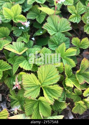 Roughfruit Raspberry (Rubus lasiococcus) Plantae Stock Photo - Alamy