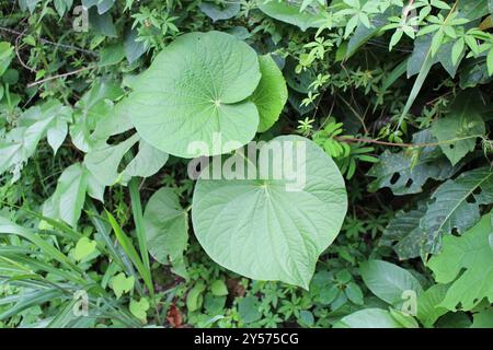 pariparoba (Piper umbellatum) Plantae Stock Photo - Alamy