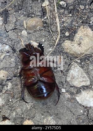 Ox Beetles (Strategus) Insecta Stock Photo - Alamy