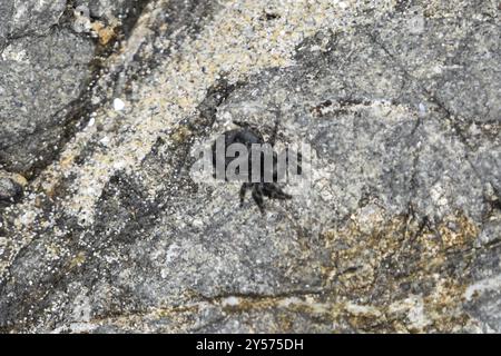 Intertidal Jumping Spider (Terralonus californicus Stock Photo - Alamy