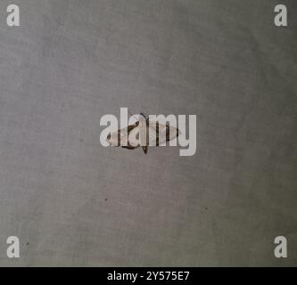 Mung Bean Moth (Maruca vitrata Stock Photo - Alamy