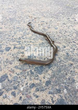 Eastern Slowworm (Anguis colchica) Reptilia Stock Photo - Alamy