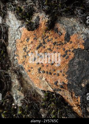 Orange Boulder Lichen (Porpidia flavicunda) Fungi Stock Photo - Alamy