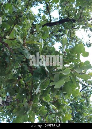 post oak (Quercus stellata) Plantae Stock Photo - Alamy