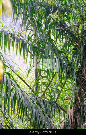 Rattan tree in the jungle. Rattan were also historically known as ...