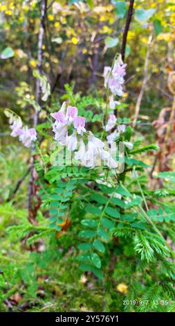 Wood Vetch (Vicia sylvatica) Plantae Stock Photo - Alamy