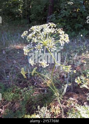 Mountain Parsley (Peucedanum oreoselinum), Plantae, Пензенский р-н ...