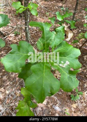 water oak (Quercus nigra) Plantae Stock Photo - Alamy