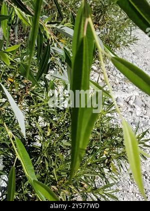 red willow (Salix laevigata) Plantae Stock Photo - Alamy