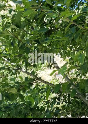 white alder (Alnus rhombifolia) Plantae Stock Photo - Alamy