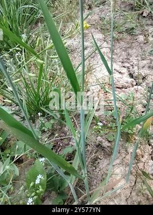 short-awn foxtail (Alopecurus aequalis) Plantae Stock Photo - Alamy