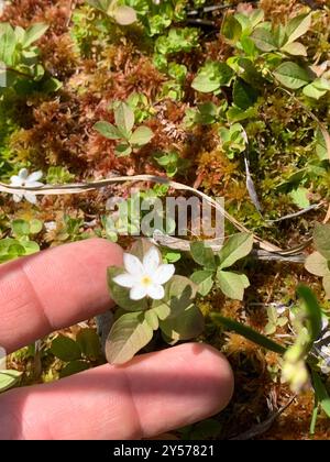 Arctic Starflower (Lysimachia europaea) Plantae Stock Photo - Alamy