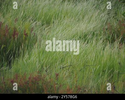 seashore dropseed (Sporobolus virginicus), Plantae, Churchill Island ...