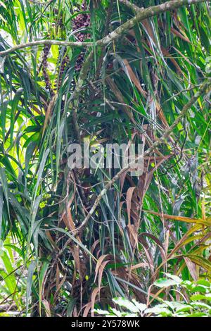 Rattan tree in the jungle. Rattan were also historically known as ...
