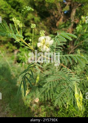 prairie acacia (Acaciella angustissima) Plantae Stock Photo - Alamy