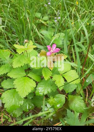 Arctic raspberry (Rubus arcticus), Plantae, Иркутская обл., Россия ...