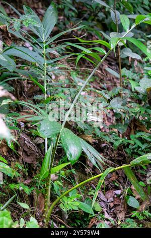Rattan tree in the jungle. Rattan were also historically known as ...