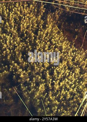 muskgrass (Chara) Plantae Stock Photo - Alamy