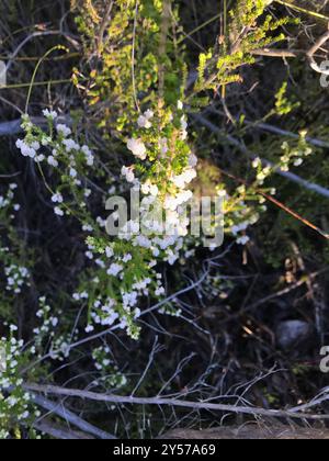 Stunning Heath (Erica formosa Stock Photo - Alamy