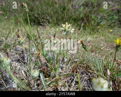 Common Cudweed (Filago germanica), Plantae, Lingwood, Norwich NR13 4ET ...